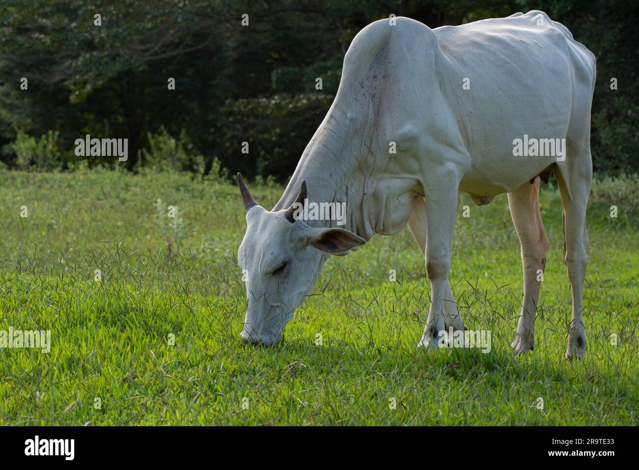 Agriculture countryside rural farming e hi-res stock photography and ...