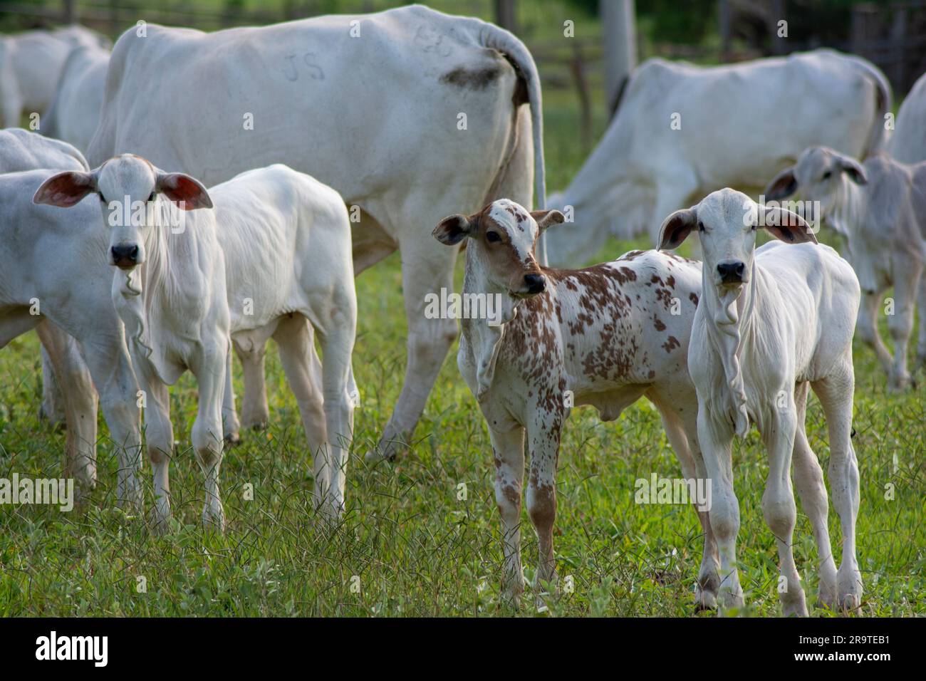 Front view of beautiful and healthy white and piebald Nellore calves ...