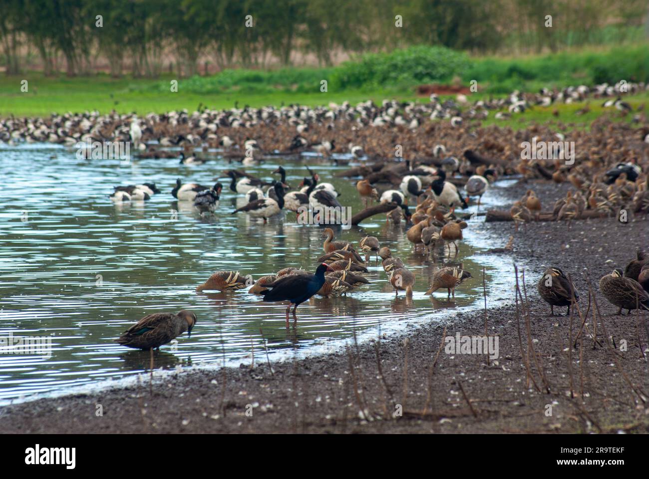 Mangrove swamp northern queensland australia hi-res stock photography ...
