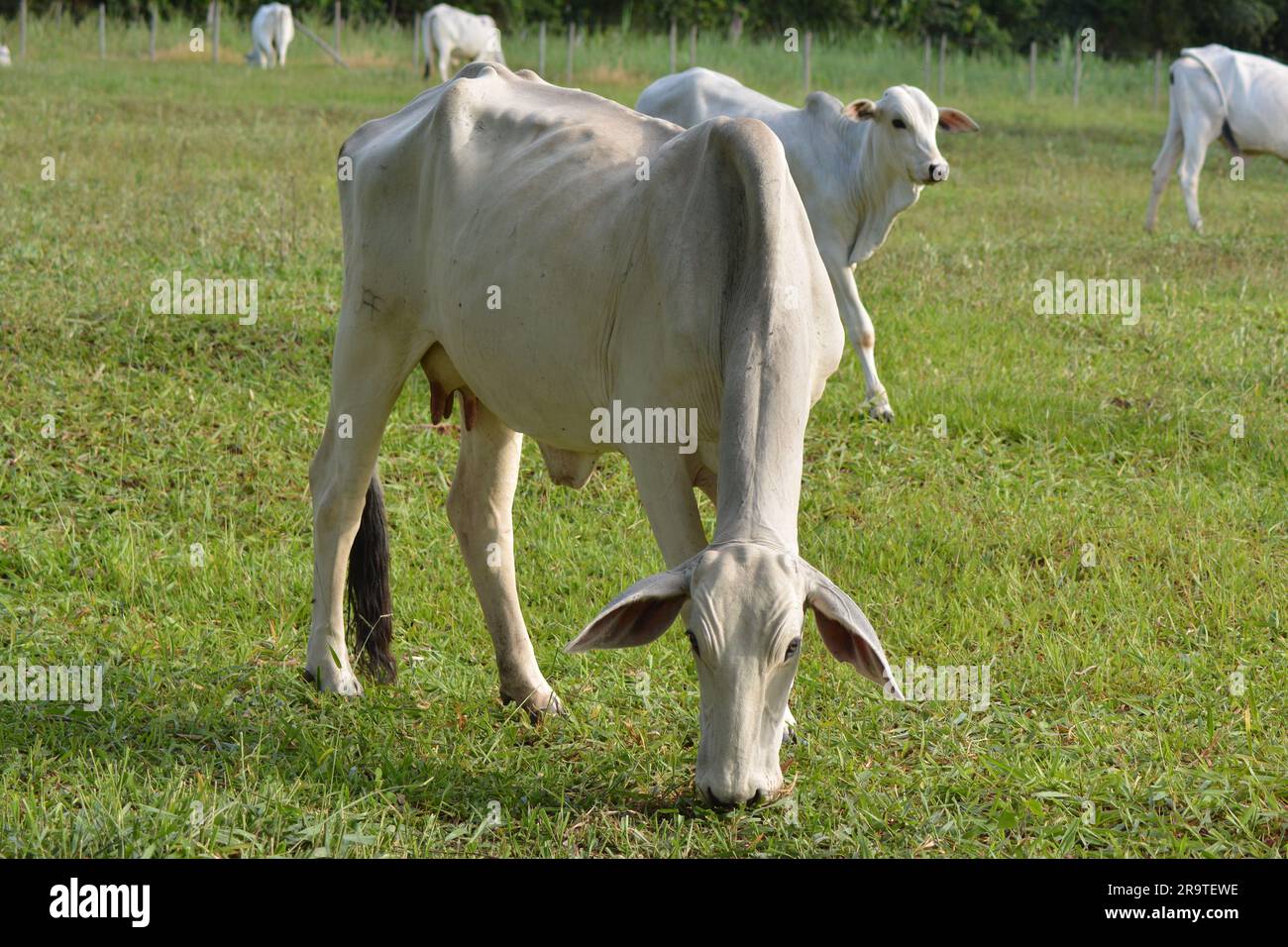 Side view of a Nellore cow eating green grass in the countryside of the ...