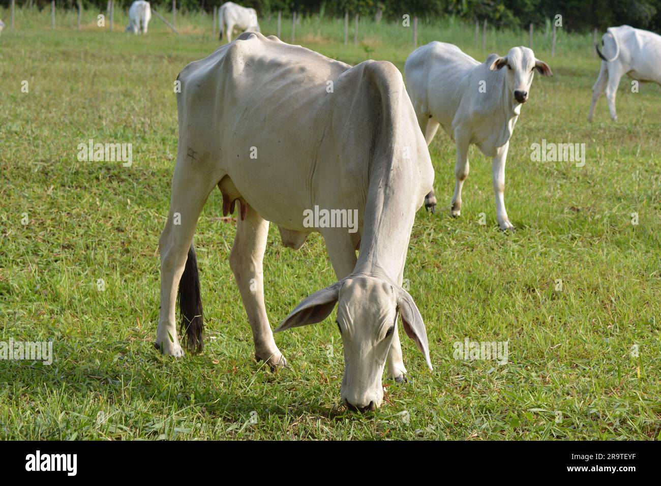 Nellore cow eating green grass in the countryside of the State of São ...