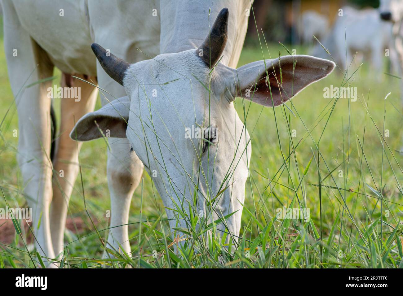 Front view of a Nellore cow eating green grass in the countryside of ...