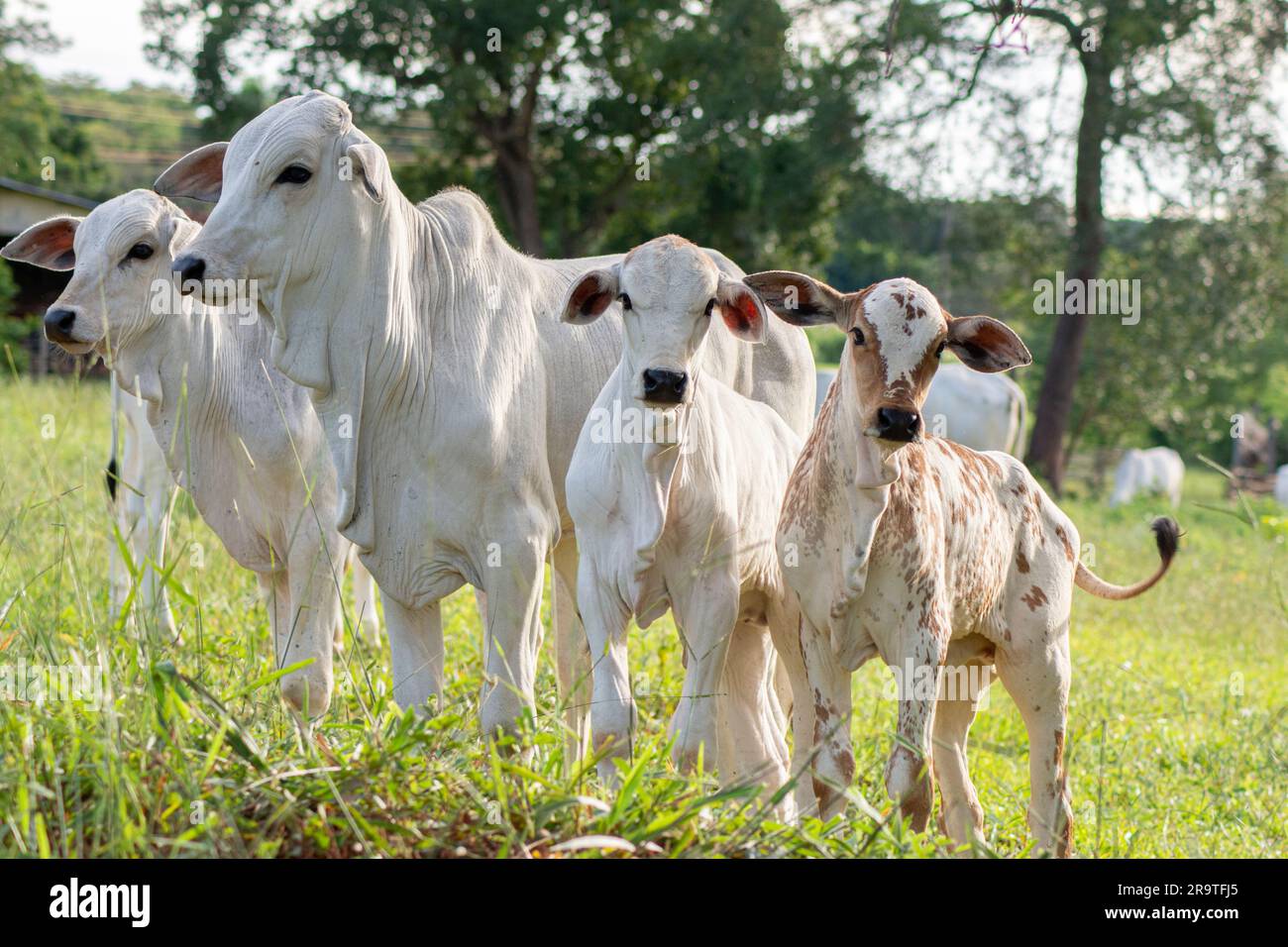 Front view of beautiful and healthy white and piebald Nellore calves ...