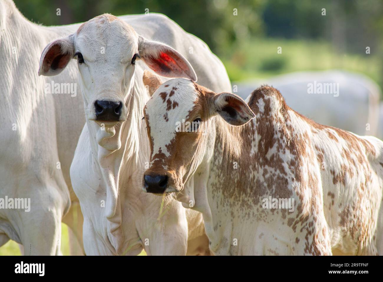 Front view of beautiful and healthy white and piebald Nellore calves ...
