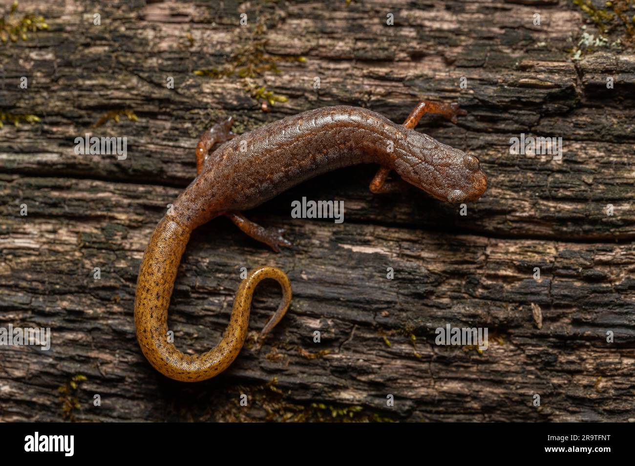 Four Toed Salamander Drawing