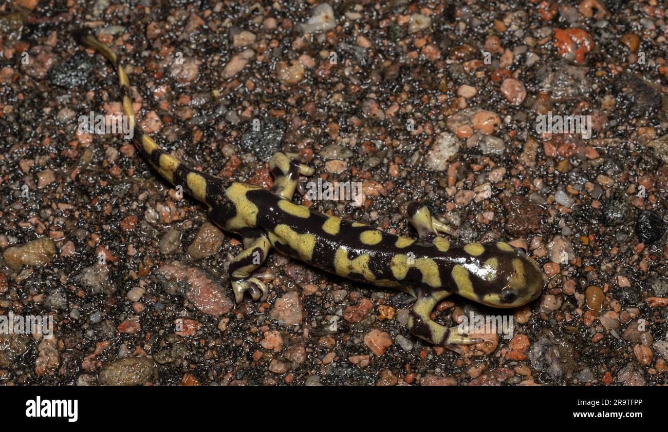 Adult male between the Barred Tiger Salamander (Ambystoma mavortium ...