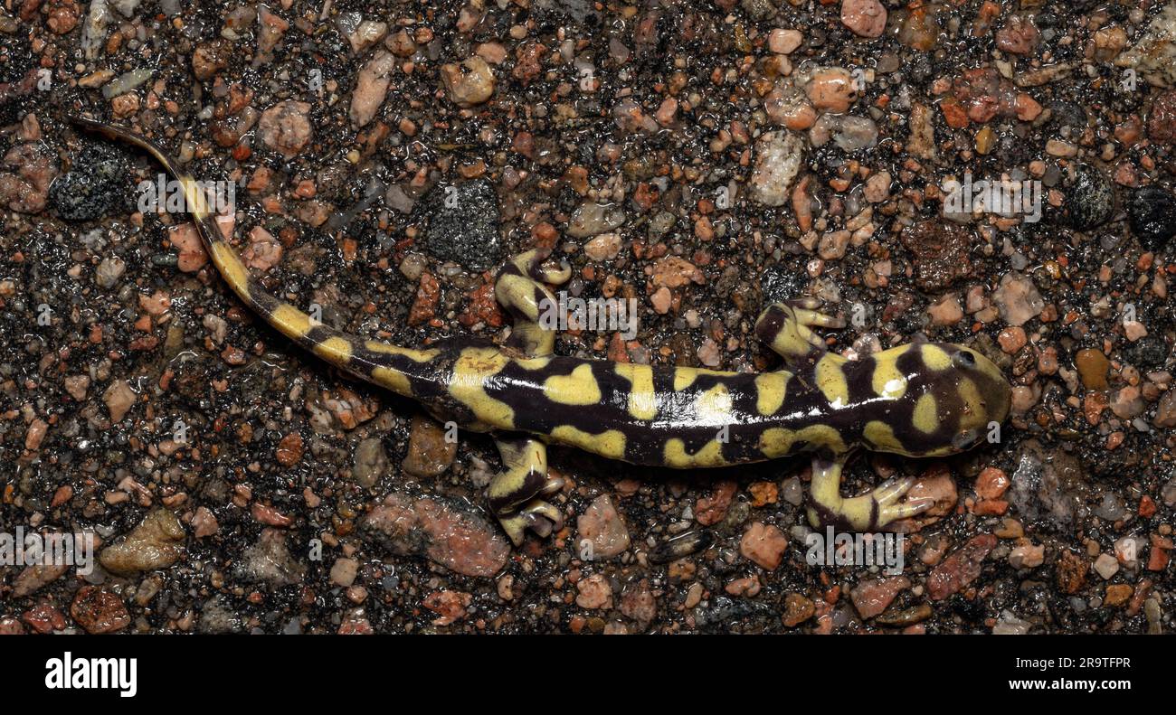 Adult male between the Barred Tiger Salamander (Ambystoma mavortium ...