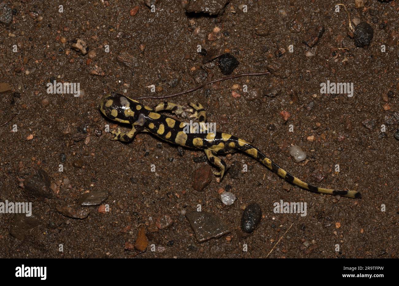 Kansas Barred Tiger Salamander