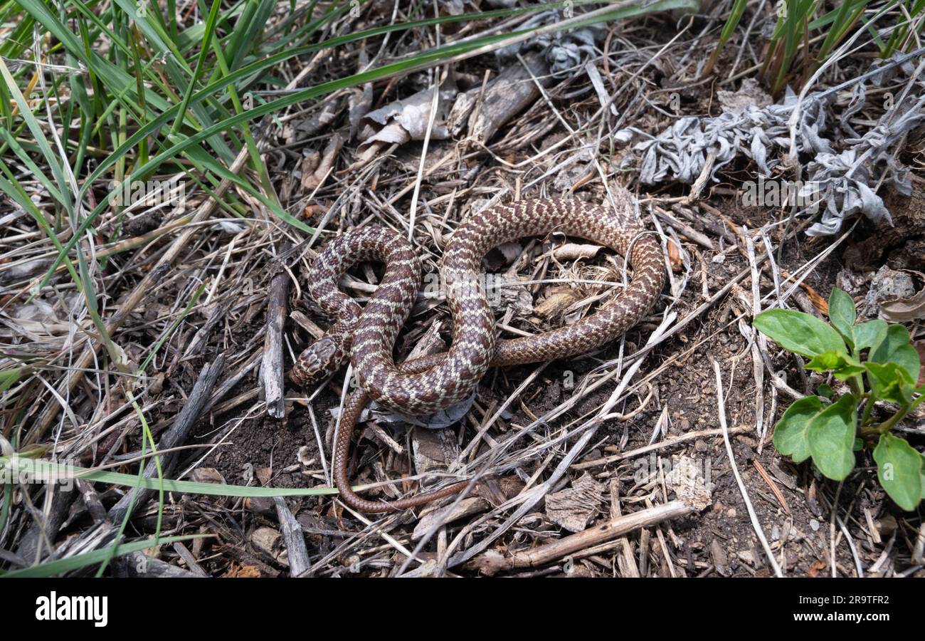 A juvenile female Eastern Yellow-bellied Racer (Coluber constrictor ...