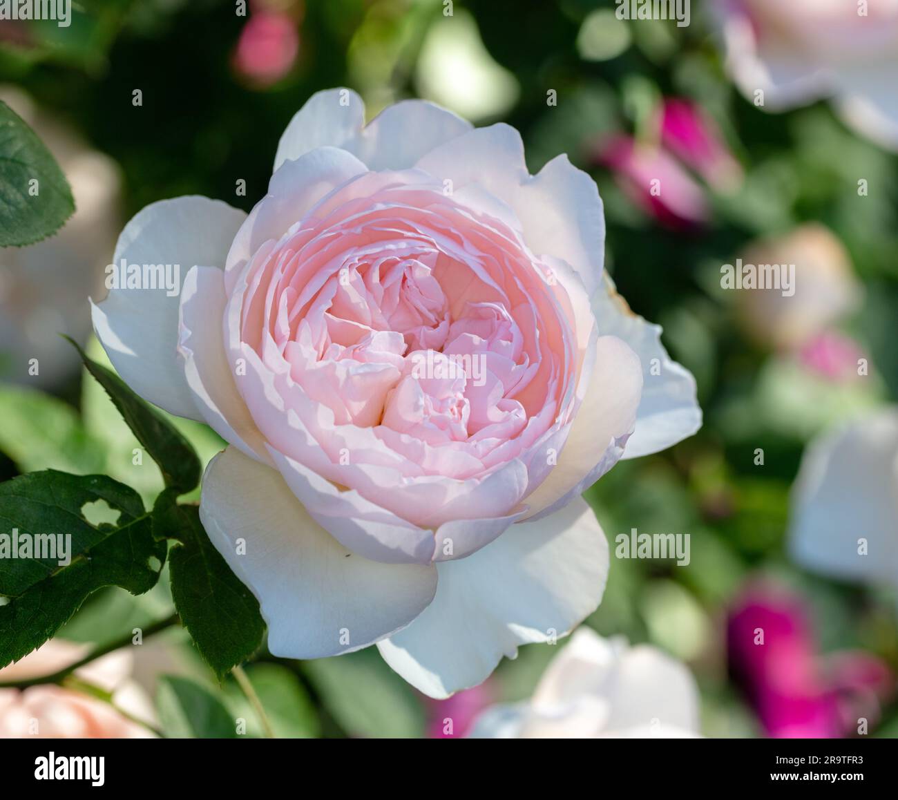 Rose gentle hermione hi-res stock photography and images - Alamy