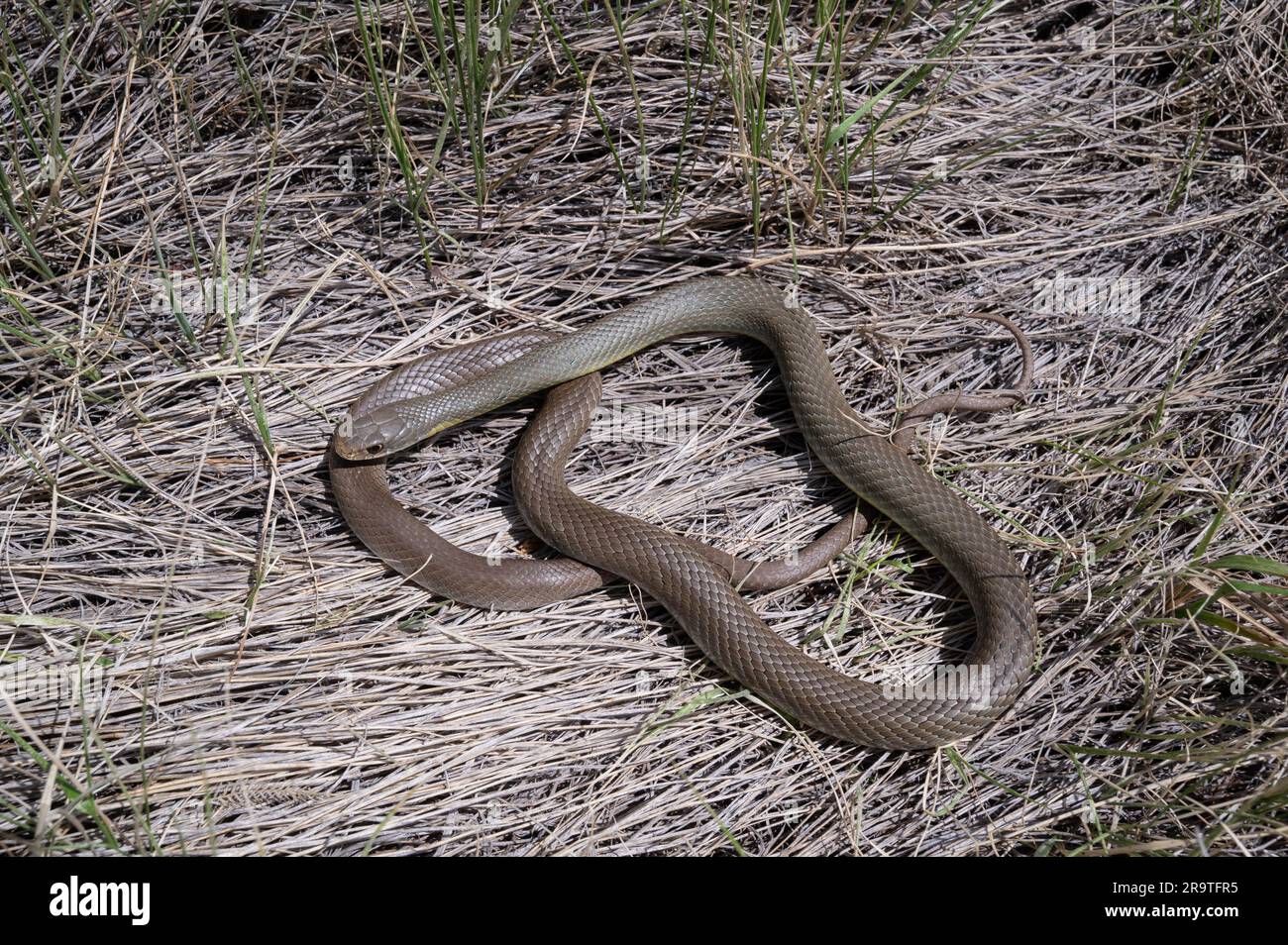 Brown racer snake hi-res stock photography and images - Alamy