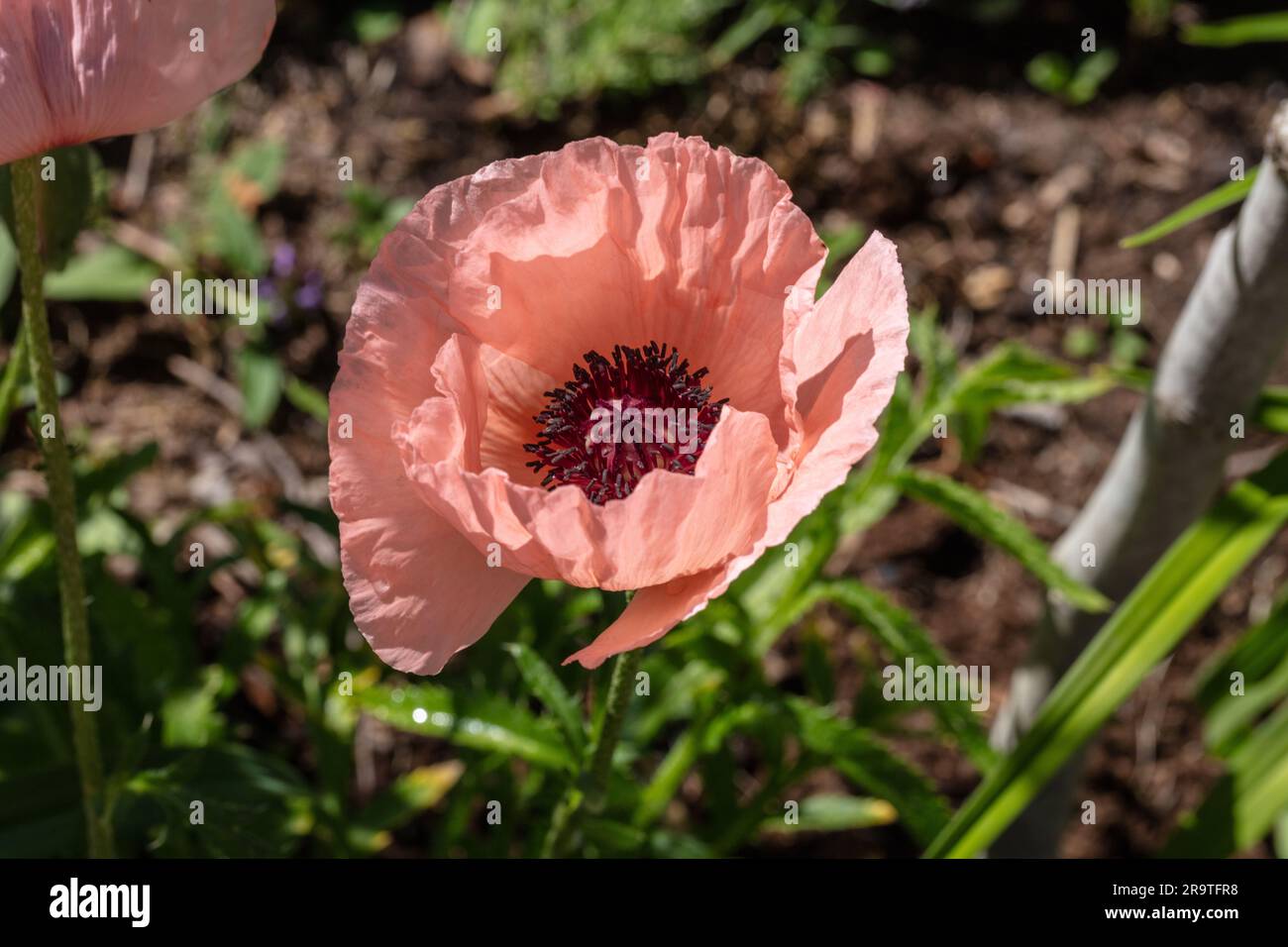 'Helen Elizabeth' Oriental poppy, Orientvallmo (Papaver orientale Stock ...