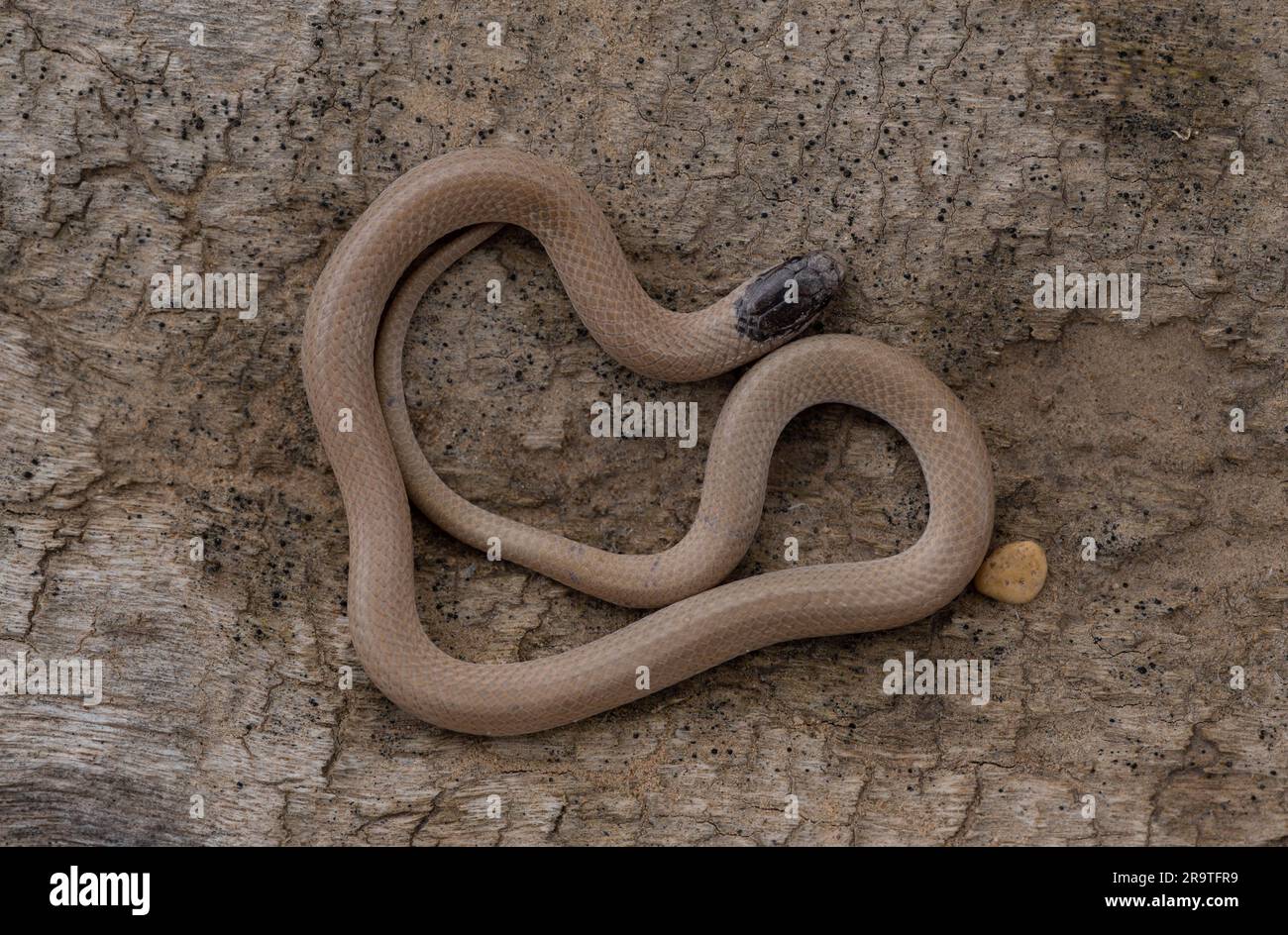 Plains Black-headed Snake (Tantilla nigricep) from Otero County ...