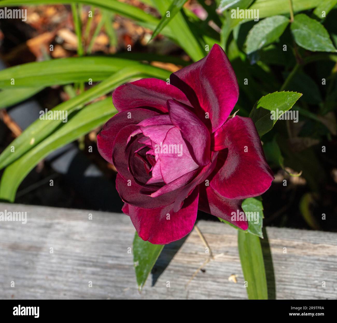 'Burgundy Ice, Burgundy Iceberg' Floribunda Rose, Floribundaros (Rosa ...