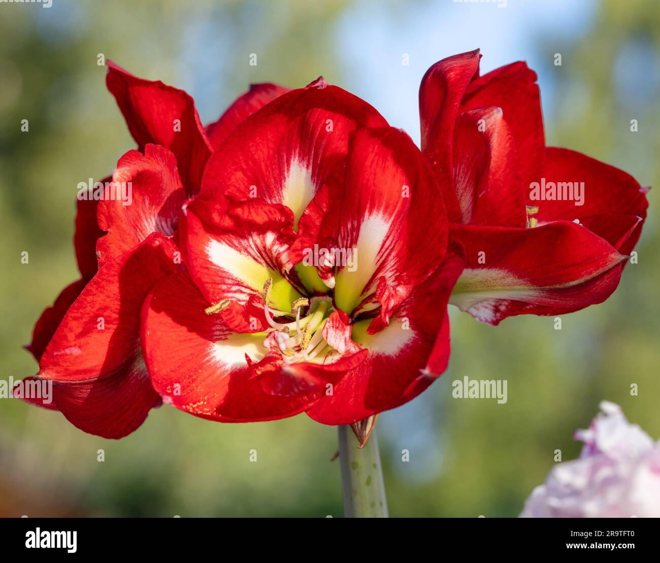 Showy design hi-res stock photography and images - Alamy