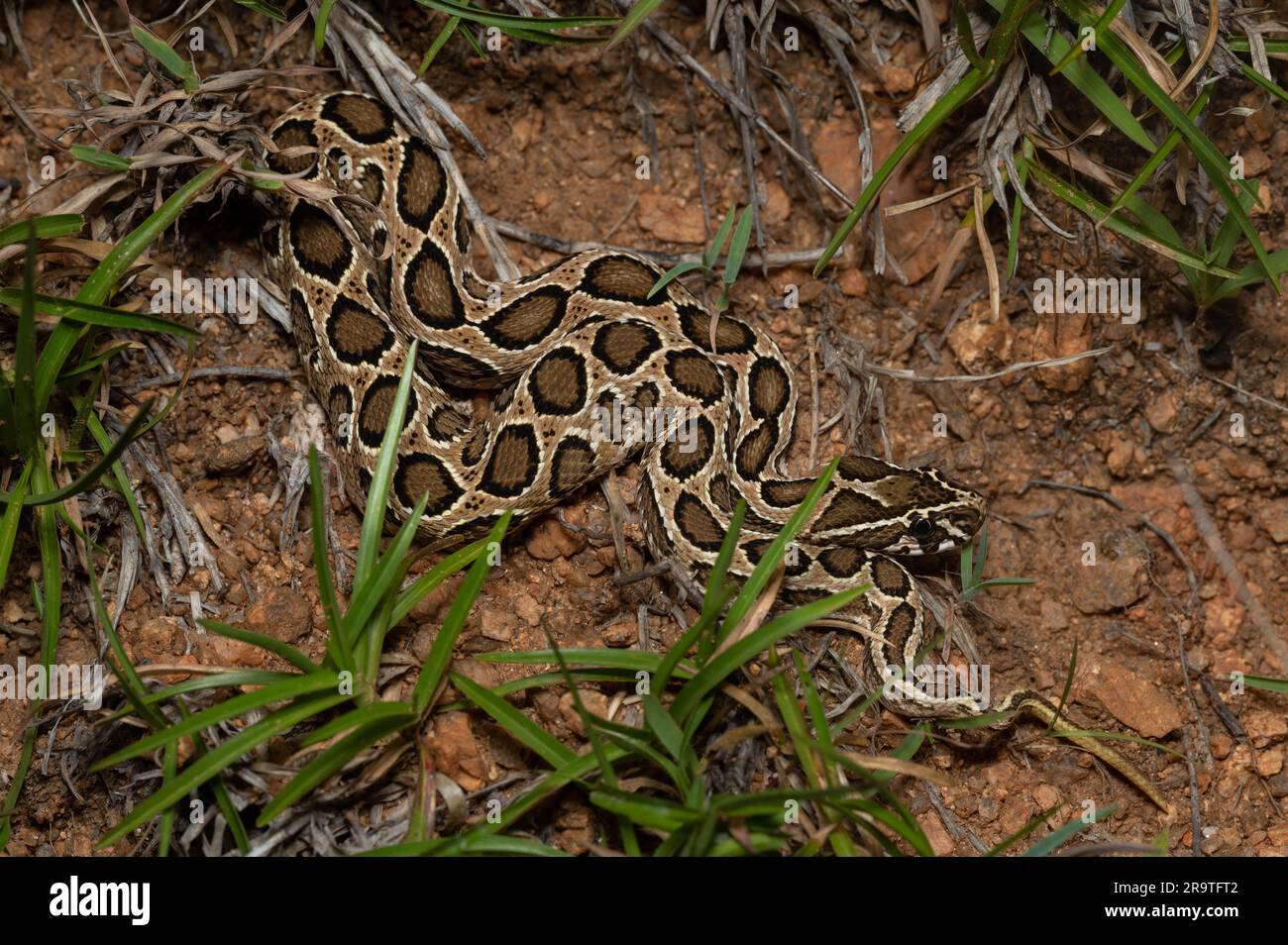 A juvenile Russell's Viper (Daboia russelii) from the Deccan Plateau in ...