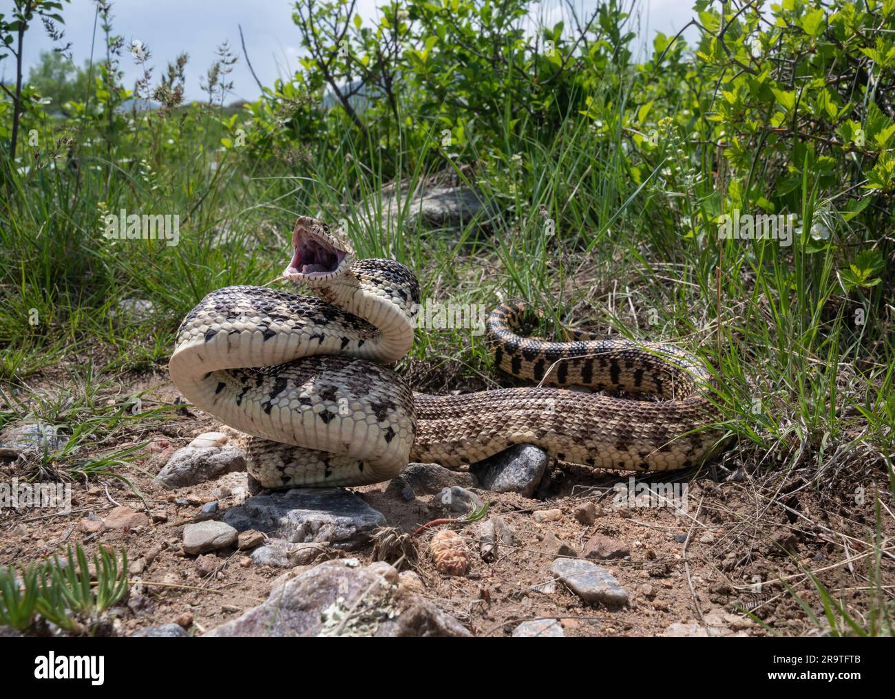 A defensive Bullsnake (Pituophis catenifer sayi) from Jefferson County ...