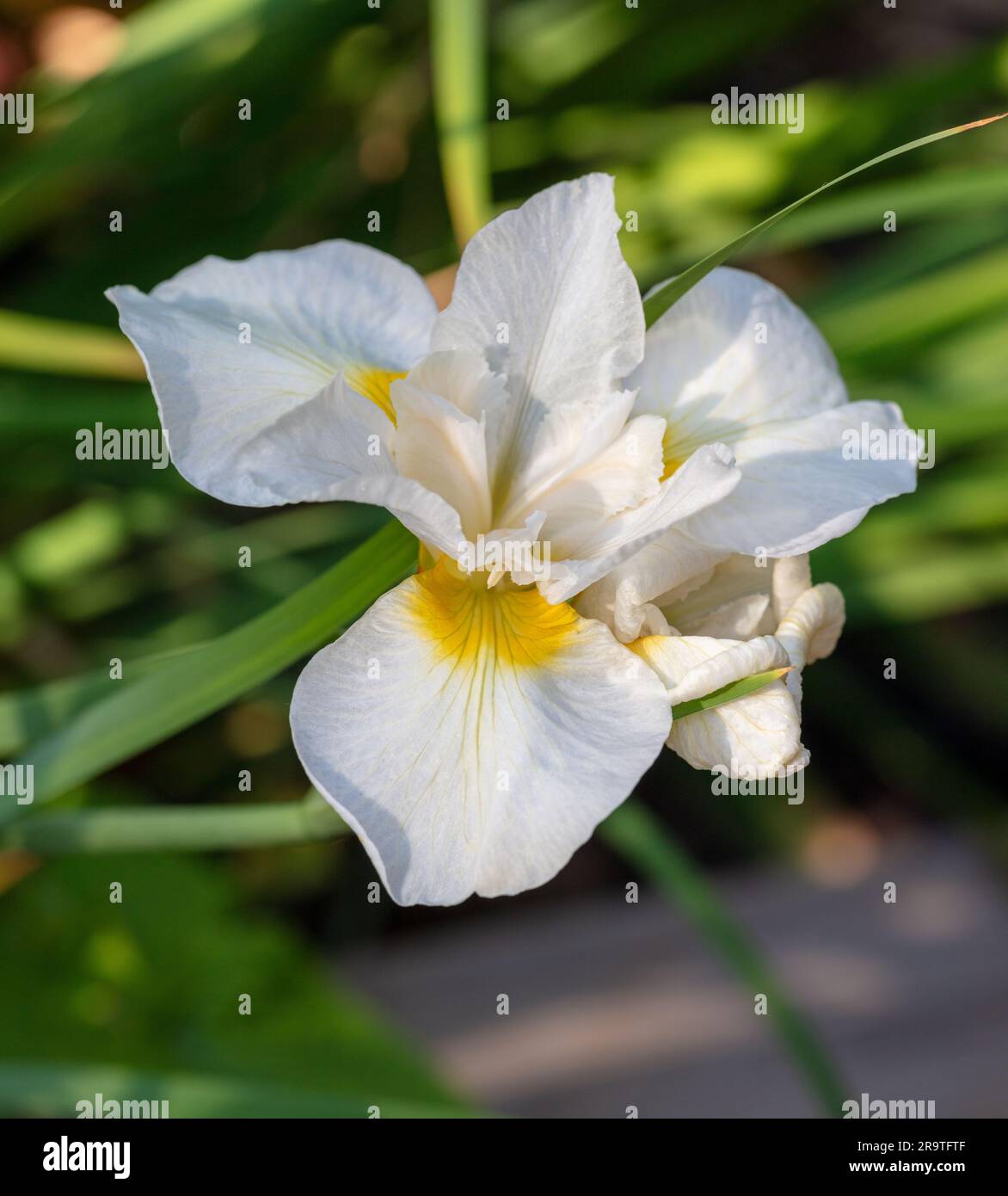 Iris angustifolia hi-res stock photography and images - Alamy
