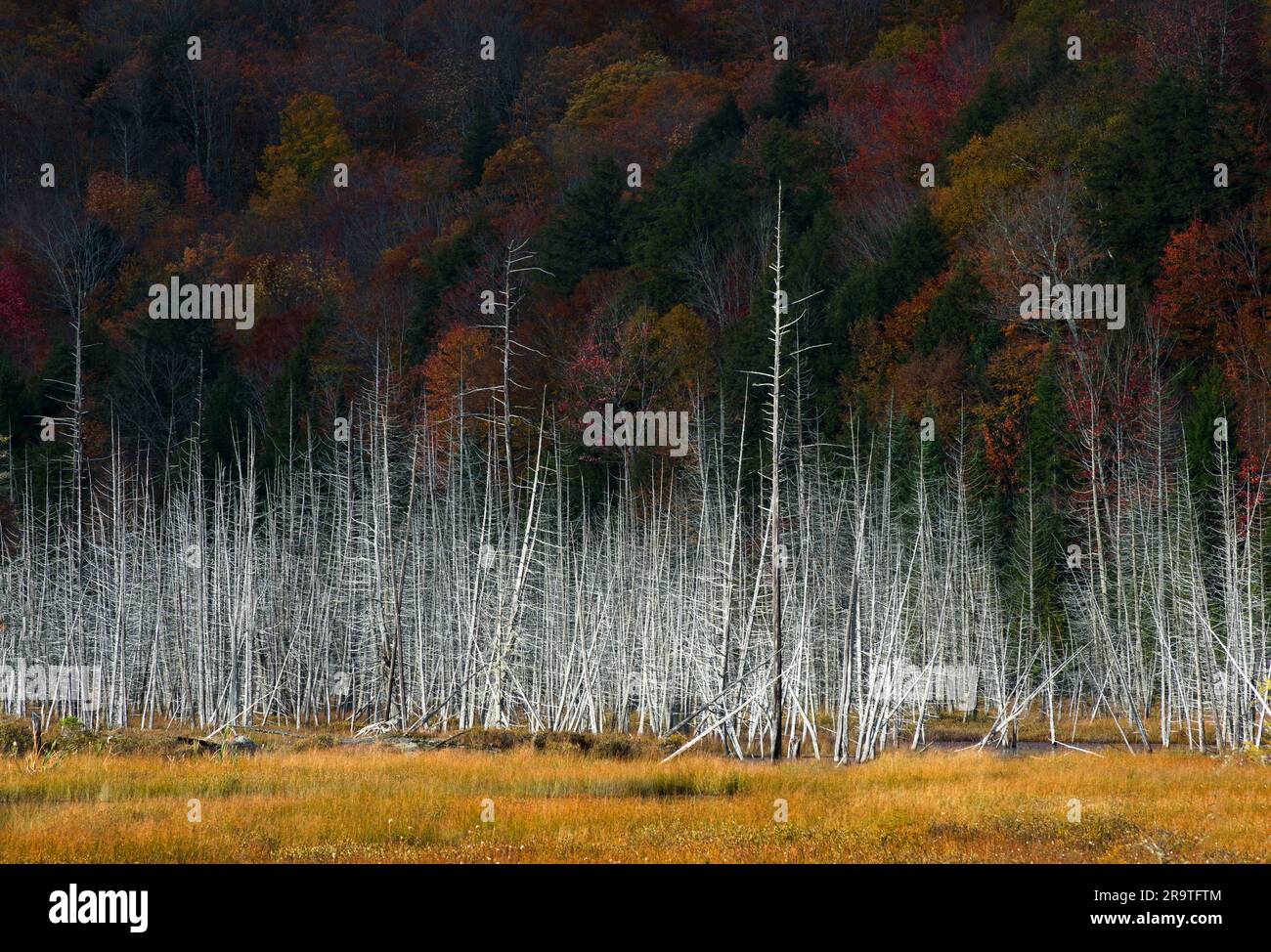 Dead trees in Majors Pond in Adirondacks Mountains, New York, USA Stock ...