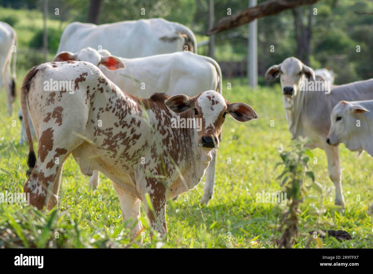 Front view of beautiful and healthy white and piebald Nellore calves ...