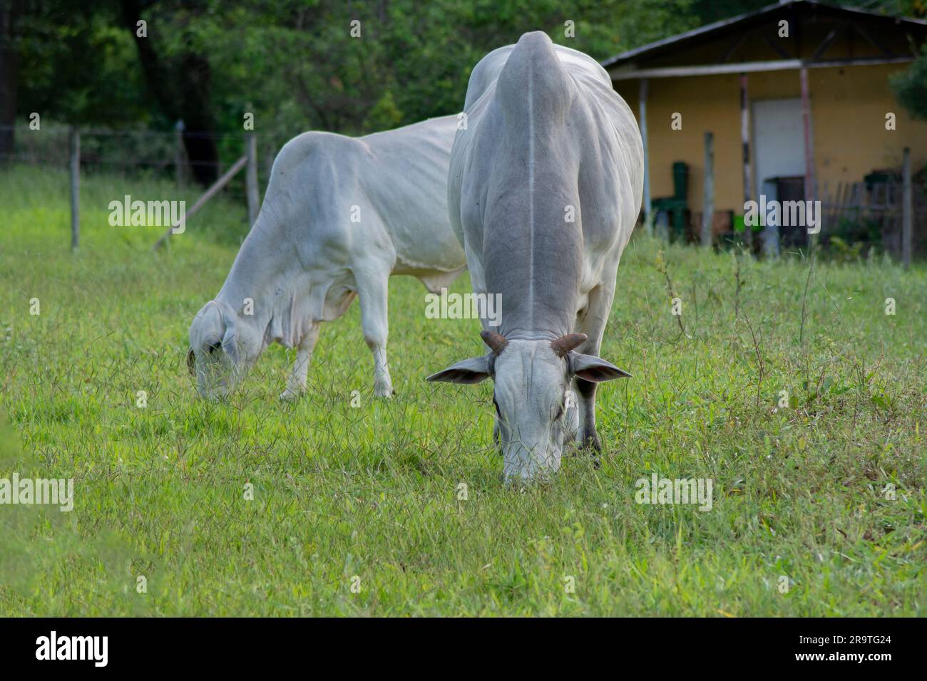Nellore cows eating green grass in the countryside of the State of São ...