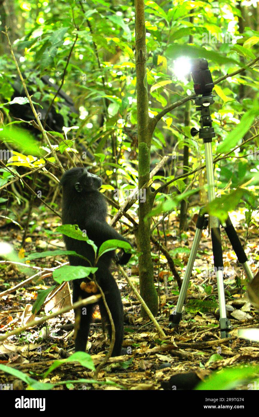 A crested macaque (Macaca nigra) stands bipedally as it curiously pays ...