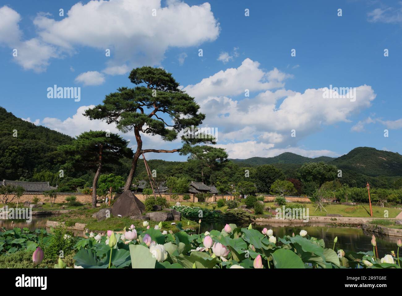 Pond with pine trees hi-res stock photography and images - Alamy