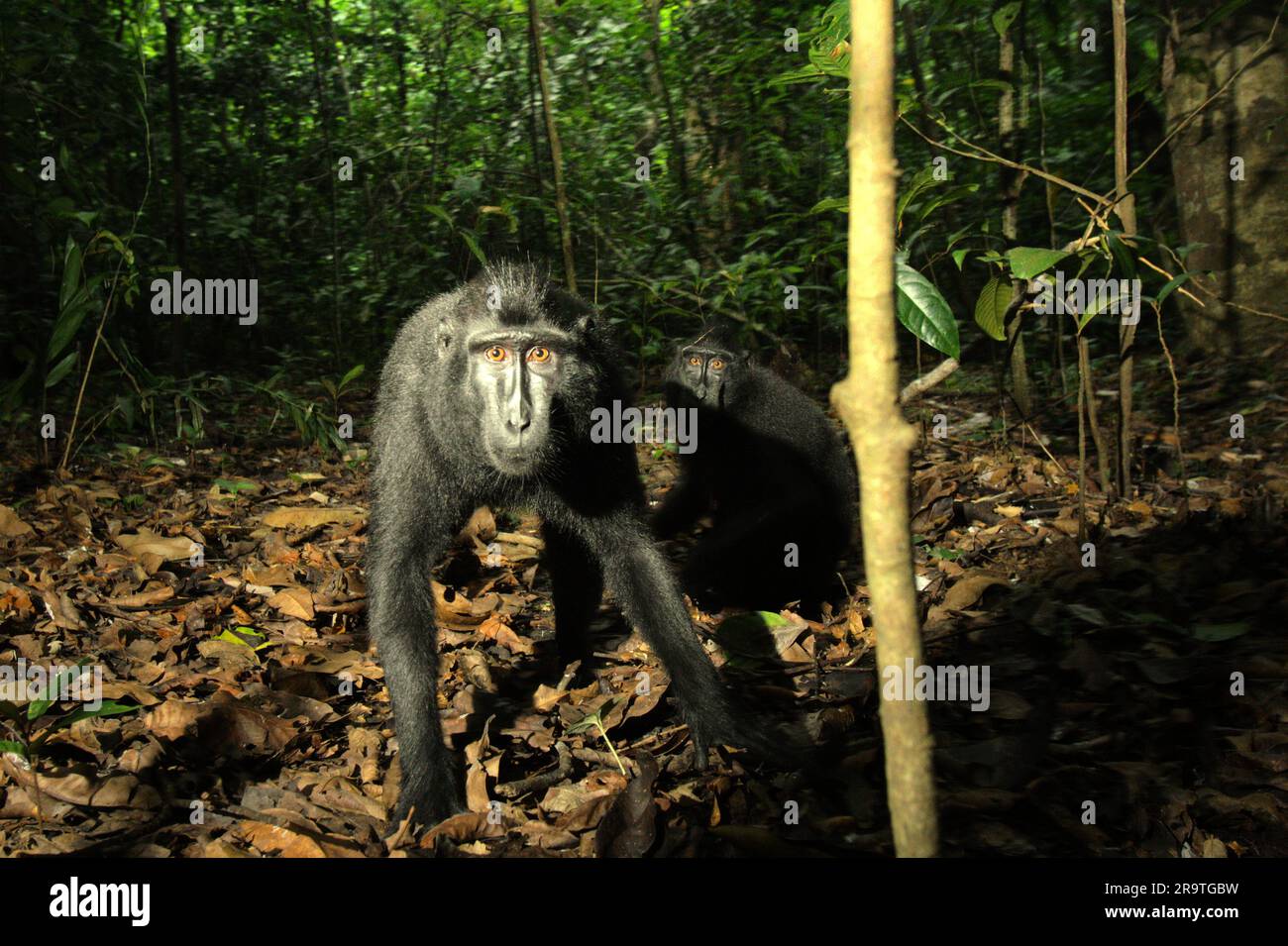 Two individuals of Sulawesi black-crested macaque (Macaca nigra) look ...