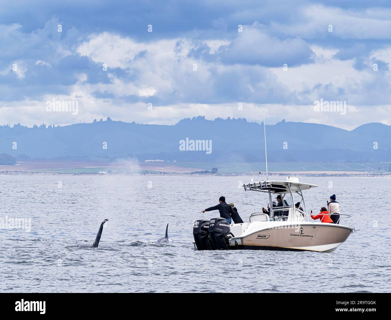 A pod of transient killer whales, Orcinus orca, near a whale watching ...