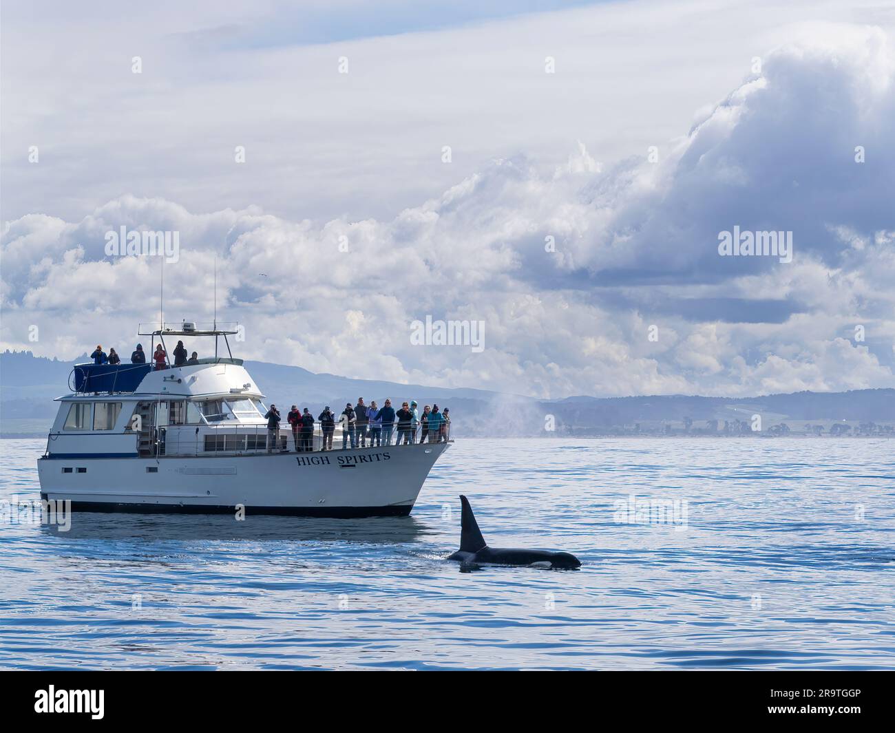 A killer whale, Orcinus orca, near a whale watching boat in Monterey ...