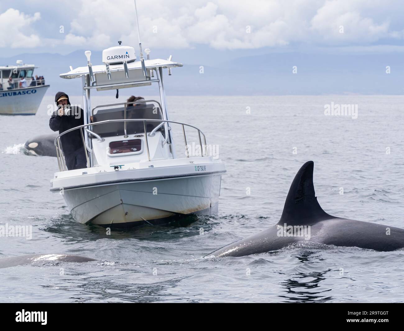 Photographying a killer whale, Orcinus orca, from a motor boat ...