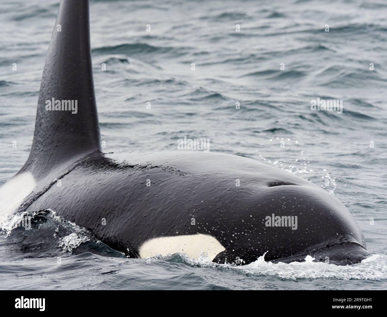 Transient male killer whale, Orcinus orca, surfacing in Monterey Bay ...
