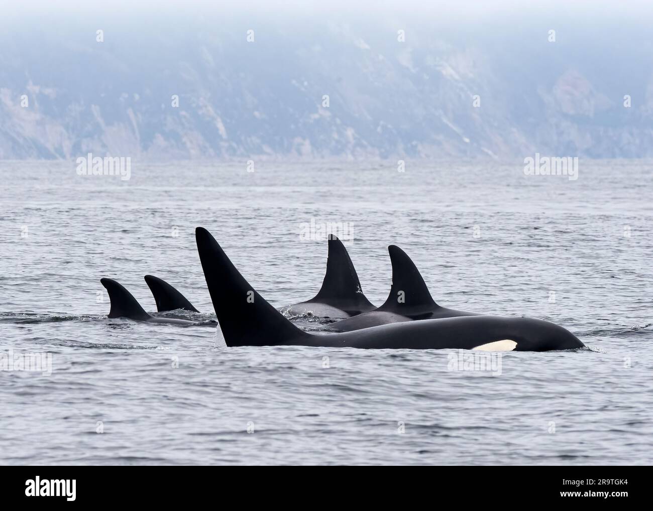 Transient killer whales, Orcinus orca, surfacing in Monterey Bay Marine ...