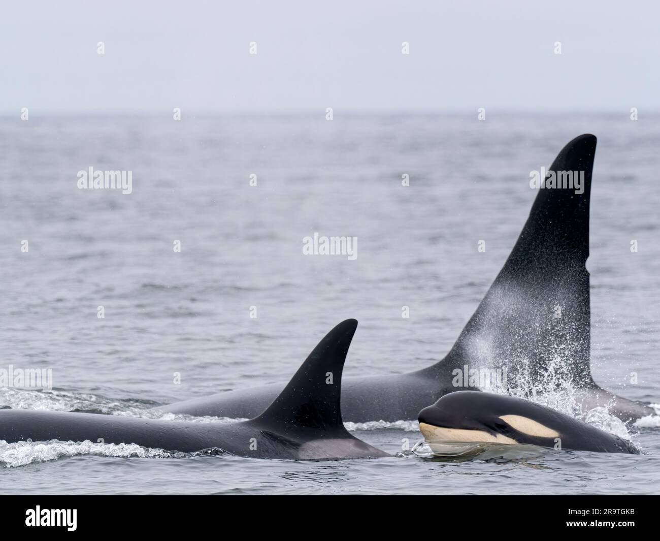 Wild orca pod hi-res stock photography and images - Alamy