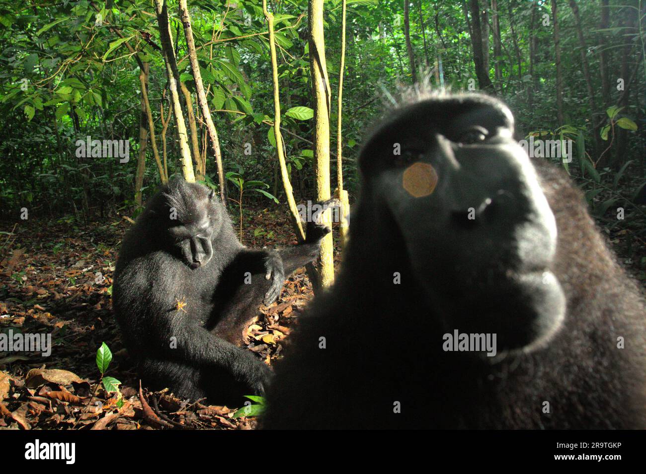A Sulawesi black-crested macaque (Macaca nigra) looks curiosly at ...