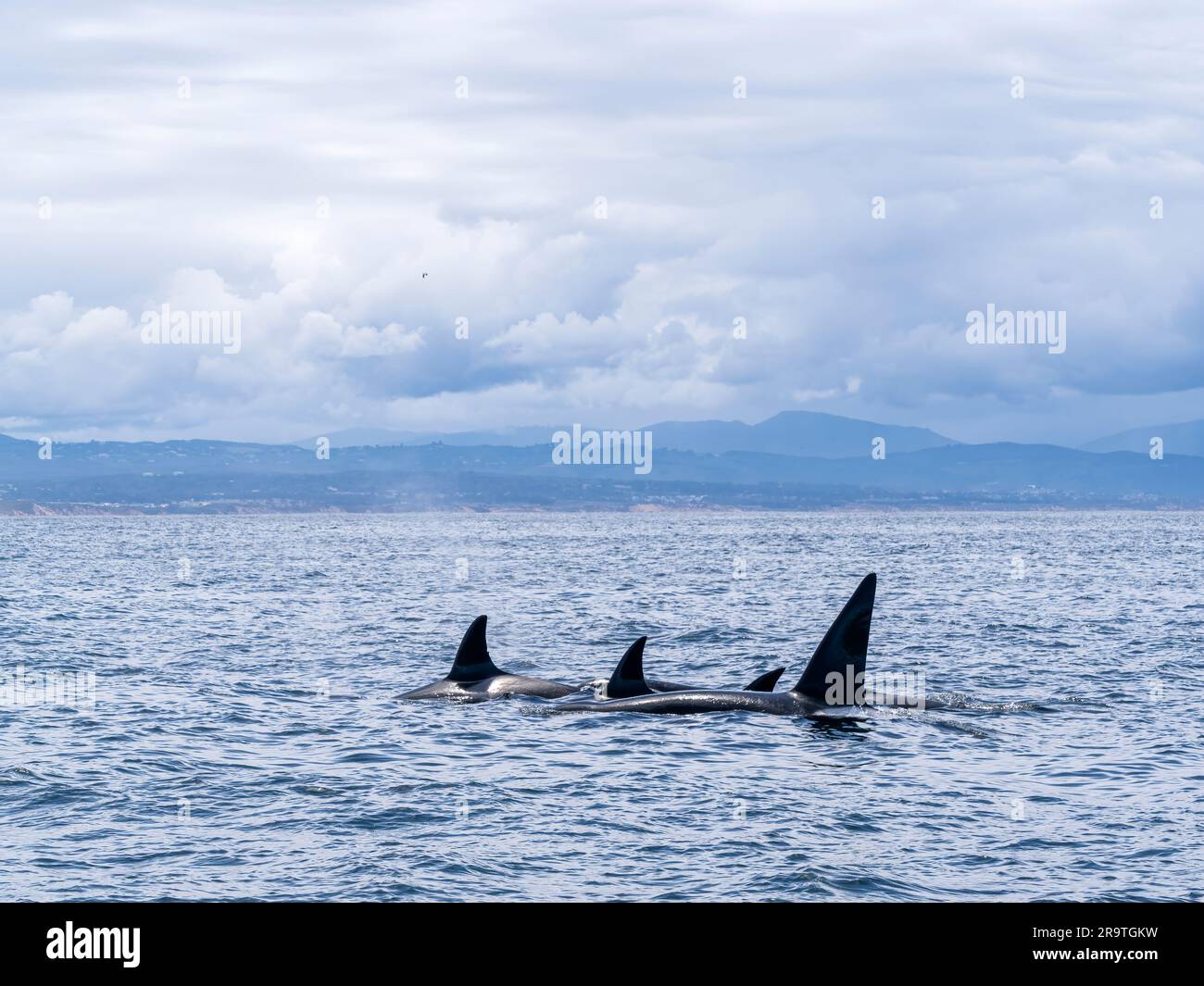 Transient killer whales, Orcinus orca, surfacing in Monterey Bay Marine ...