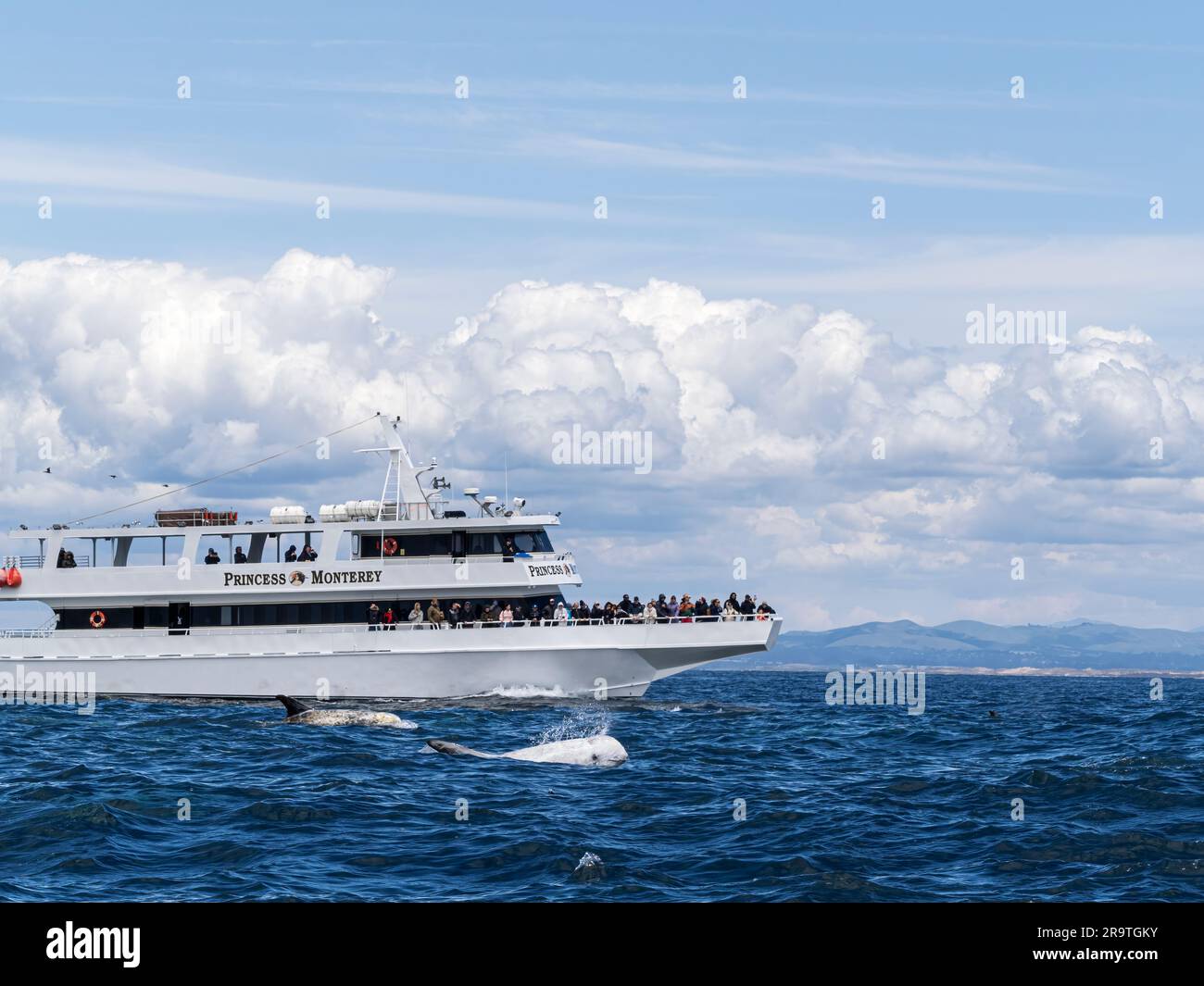 Adult Risso's dolphins, Grampus griseus, surfacing near ship in ...