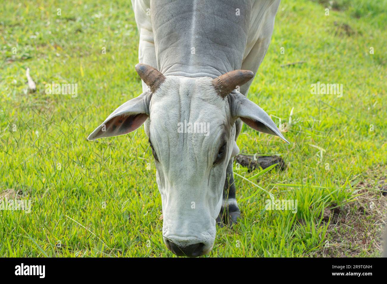 Close-up view of a Nellore bull with its head down eating green grass ...