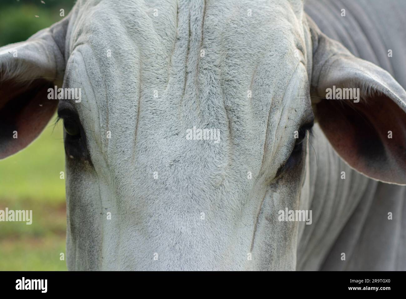 Angry bull close up hi-res stock photography and images - Alamy