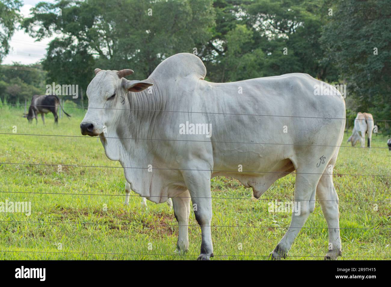 Side view of strong and big Nelore bull on green pasture in farm at ...
