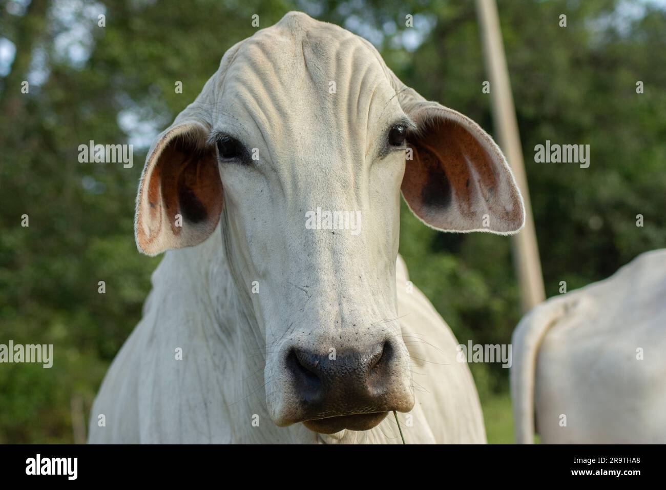 closeup of white nelore bull's face in brazil countryside farm in sunny ...