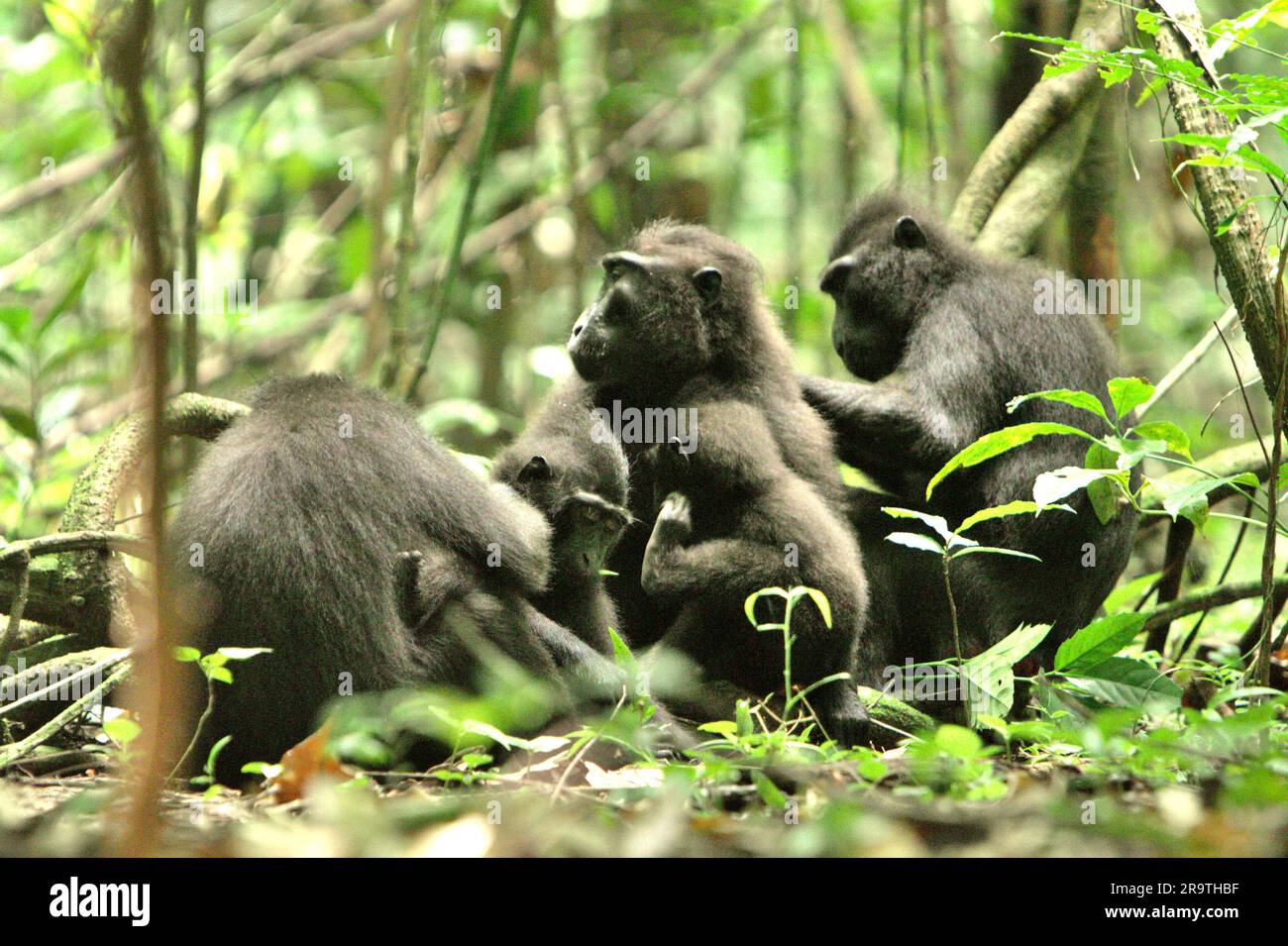 Sulawesi black-crested macaques (Macaca nigra) are having social ...