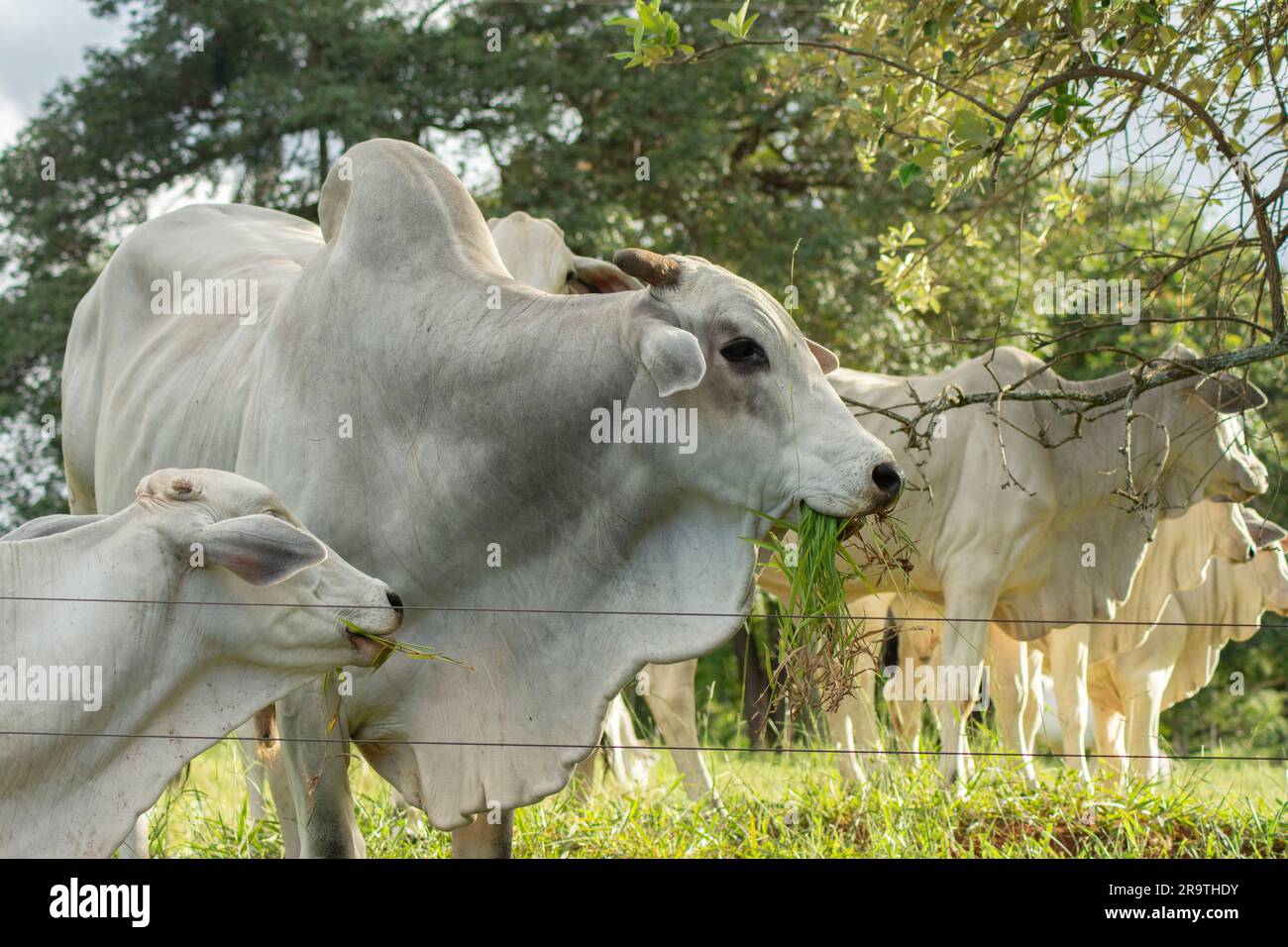 Side view of a large and strong Nelore ox and cow on a farm in the ...