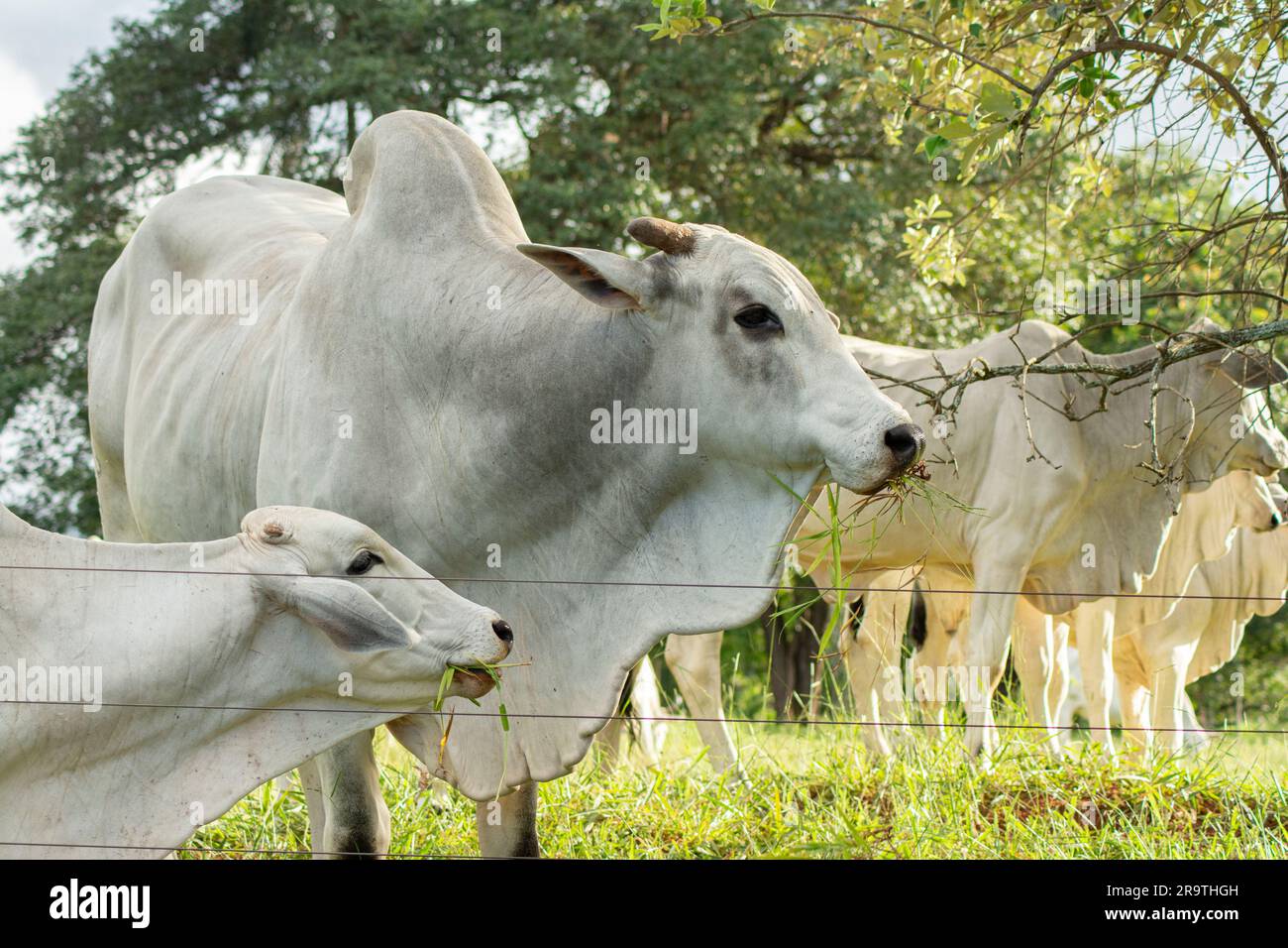 Side view of a large and strong Nelore ox and cow on a farm in the ...