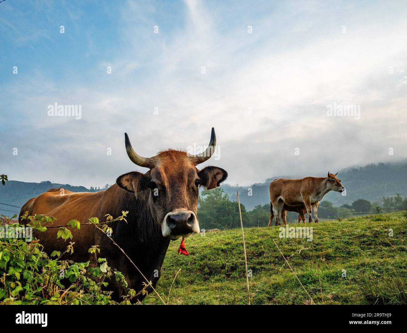 A cow is seen pilgrims passing by in front of her. The Camino de ...