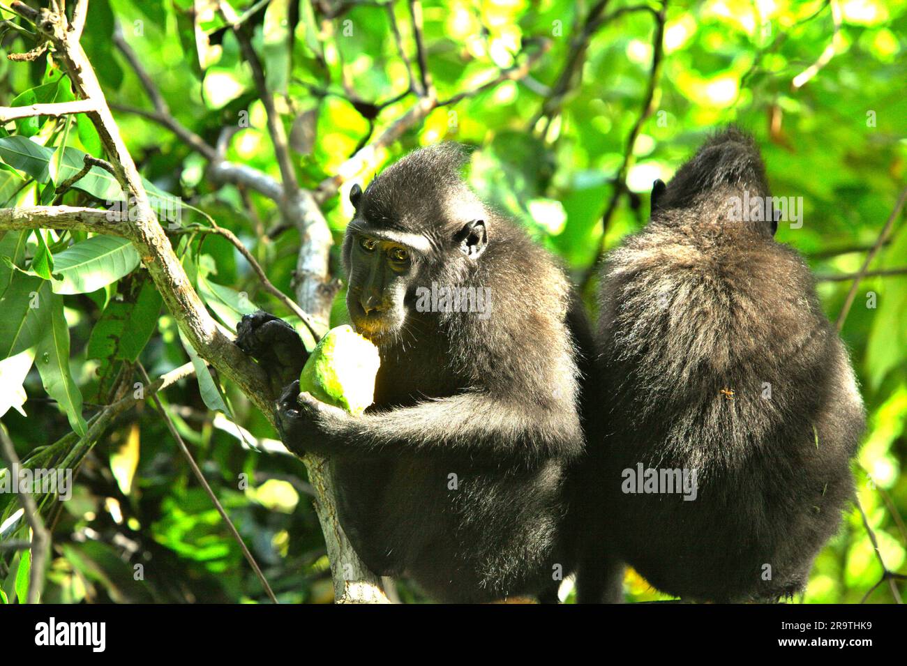 A crested macaque (Macaca nigra) eats a fruit in Tangkoko Nature ...