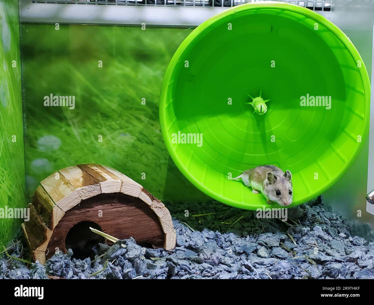A cute Chinese Hamster on the green exercise toy inside the cage Stock ...