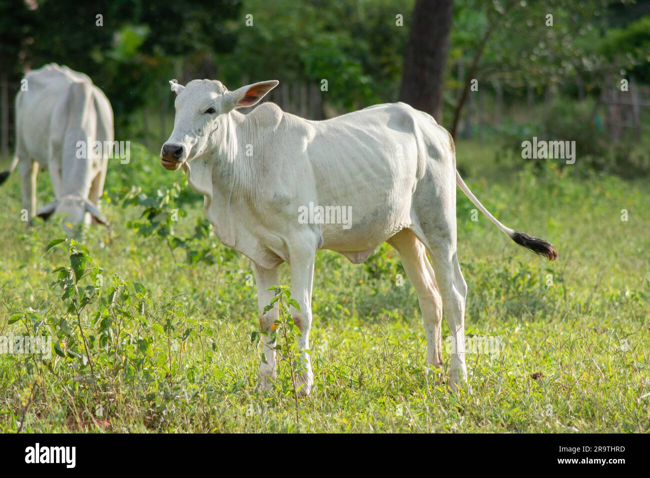 Front view of beautiful and healthy white and piebald Nellore calves ...