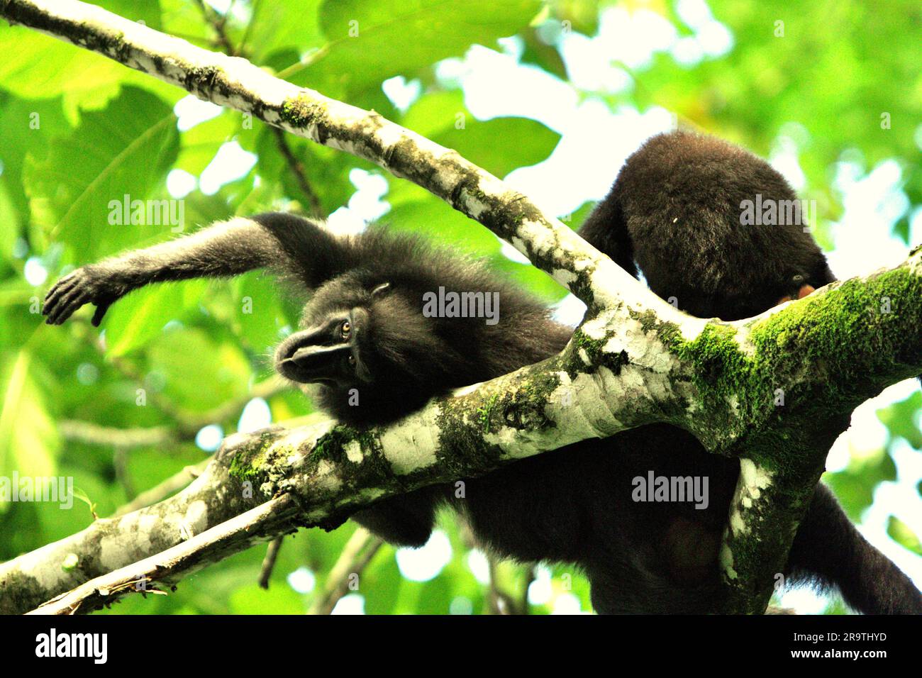 Primate reproductive cycle hi-res stock photography and images - Alamy