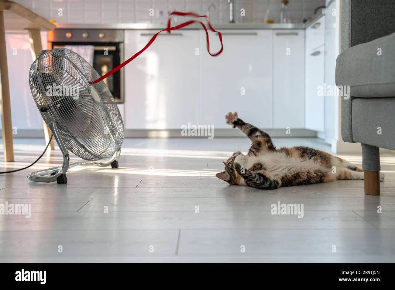 Summer heat and pet at home. Domestic cat lying on the floor, escapes ...